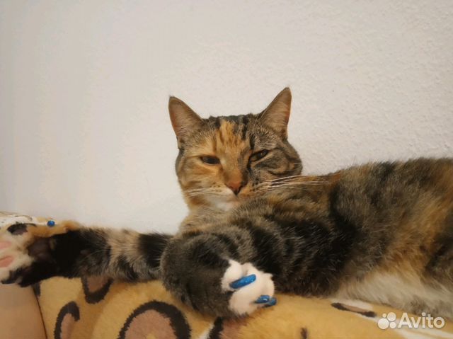 Кошечка в добрые руки(4,5г)
