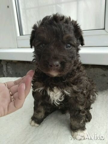 Метисы спаниельки