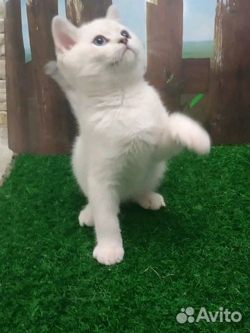 Серебристый шиншилла пойнт