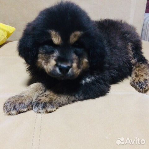 Мастиф тибетский