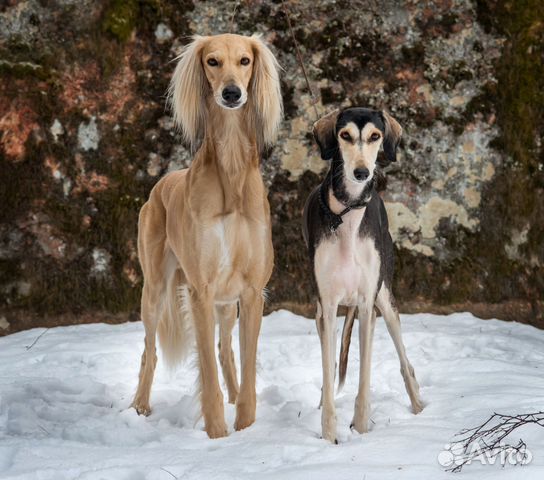 Салюки щенки