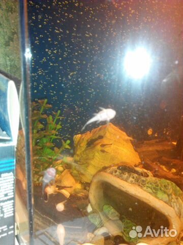 Сомики анциструс (прилипалы)