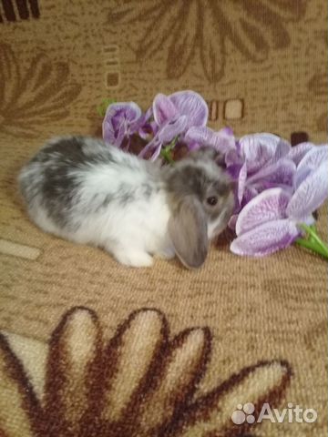 Карликовые остроухие, карликовые барашки