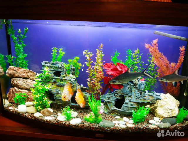 Аквариум с оборудованием и рыбами