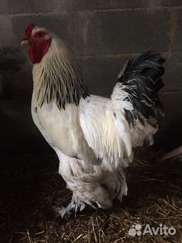 Цыплята брама куропатчатая, Индюшата белой широког