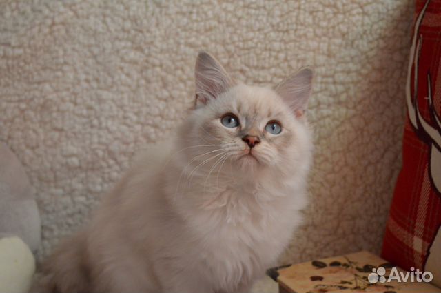 Невский котёнок