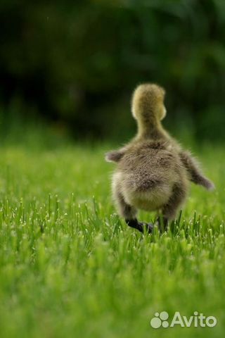 Гусята оптом