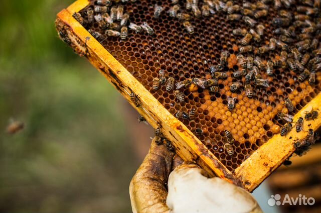 Пчелосемьи сильные