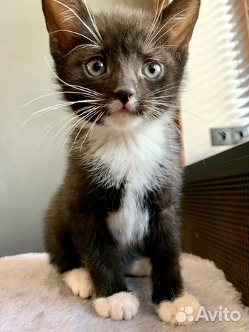 Котёнок ищет дом