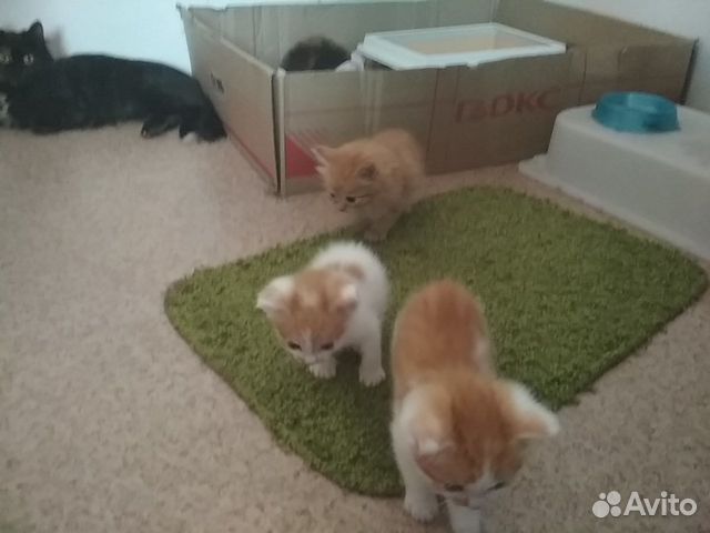 Дворянка (дворняжки) цена добрые руки