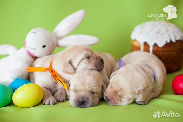 Открыто резервирование малышей