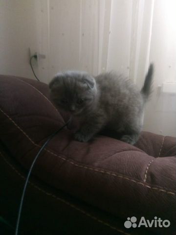 Продаю котят британские веслоухии