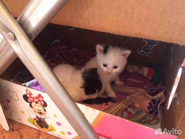 Котята 1 месяц