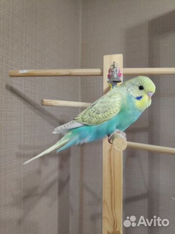 Ручной птенец получех