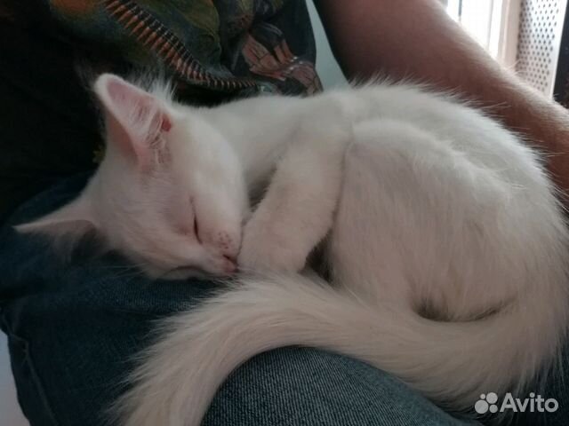 Найдён котенок
