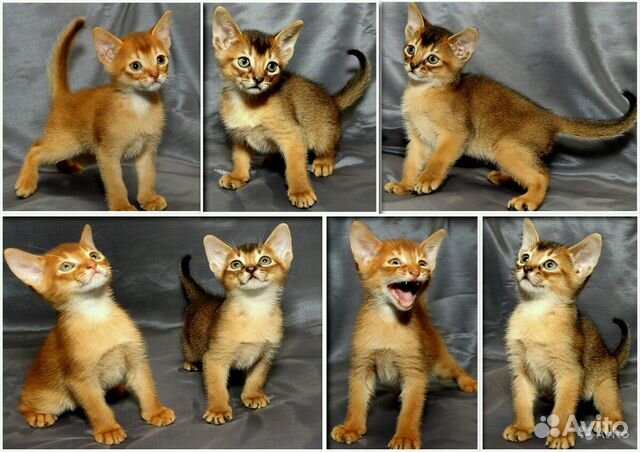 Продаю чистокровных абиссиниских котят