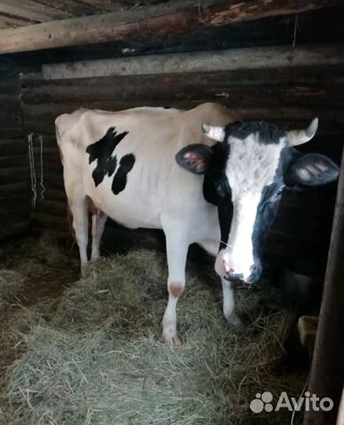 Коровка спокойная с телятами доставка