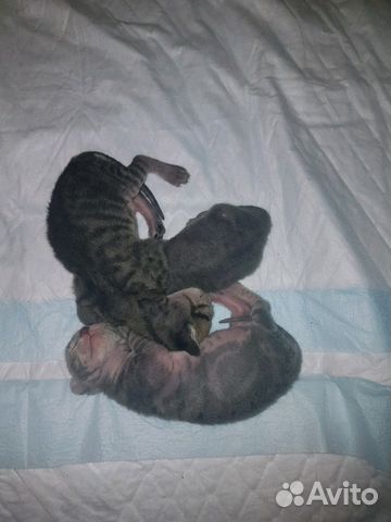 К продаже котопесы