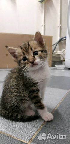 Полосатенький котенок