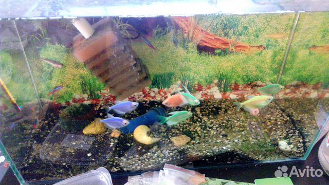 Рыбки аквариумные