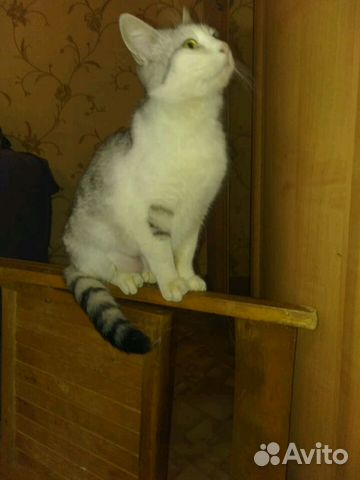 Котёнок кошечка в добрые руки