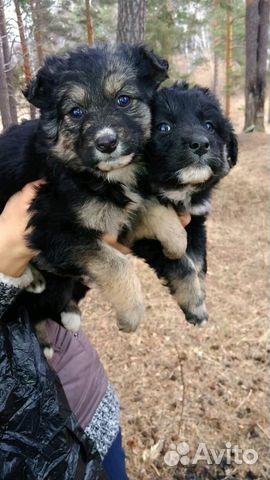 Красивые щенки ищут хозяев