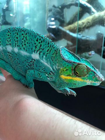 Пантеровый хамелеон