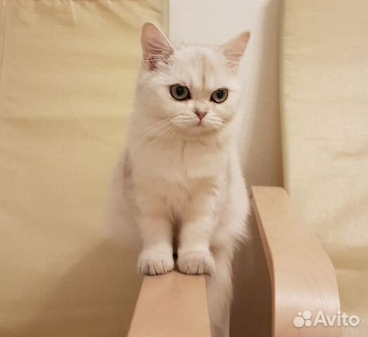 Кошечка ждет нового хозяина