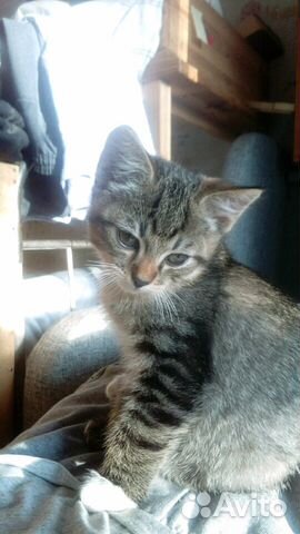 Котята