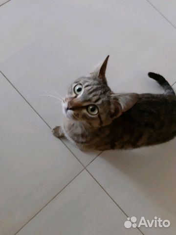 Ласковый котёнок Тимка