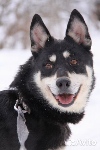 Норд - свободный духом пёс, страдающий в приюте
