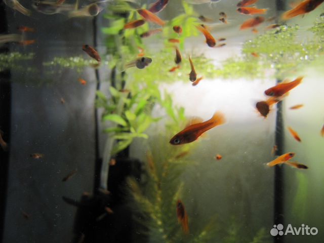 Мальки Меченосца