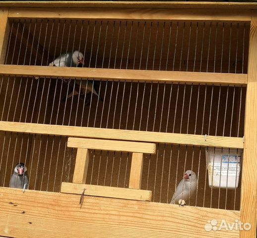 Амадины рисовки