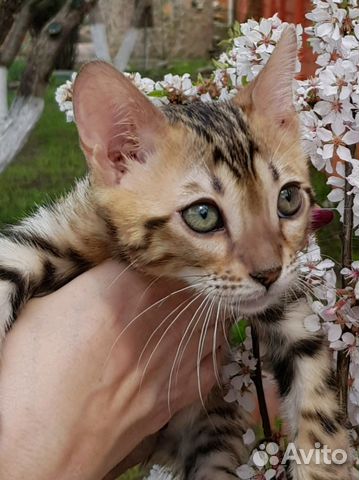 Мальчики бенгальчики