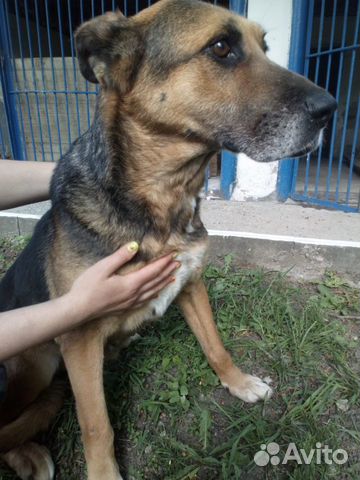 Отдается в добрые руки фенотип овчарка