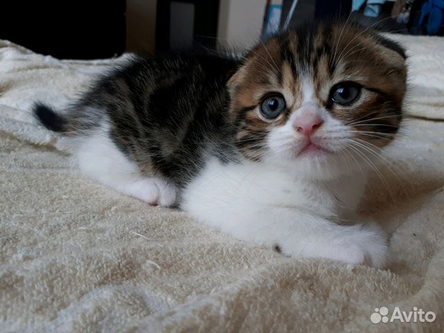 Мальчик -фолд