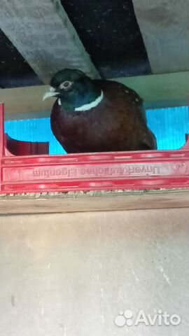 Фазан кавказский