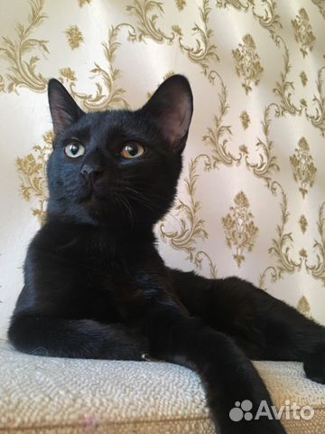 Сверхласковый общительный Котенок в дар 6 мес