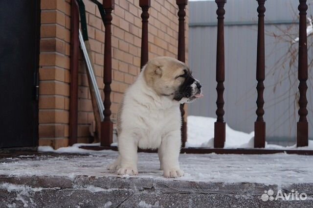 Щенок алабай