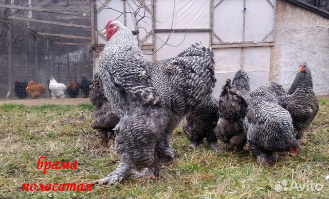 Кохинхин, брама, корниш, плимутрок