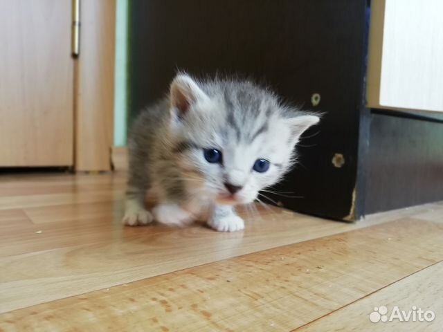 Отдам котят в добрые руки