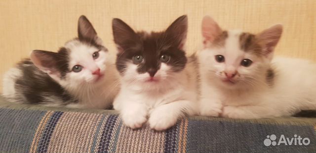 Дуняша 2 мес котёнок в добрые руки