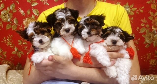 Клубные мальчики-Биверята 2мес, Вяzkа