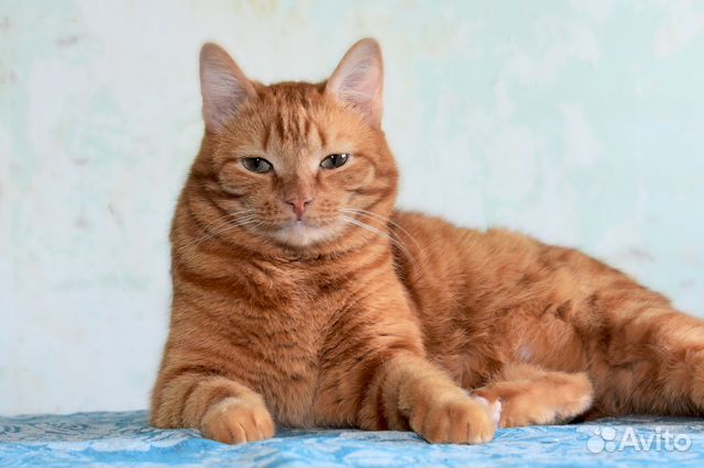 Огненный кот Гардфилд ищет дом