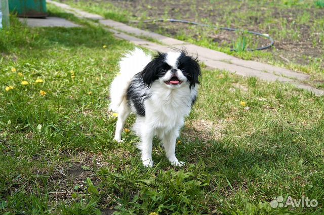 Японский Хин малышка