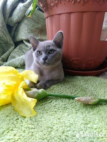 Котята европейской бурмы