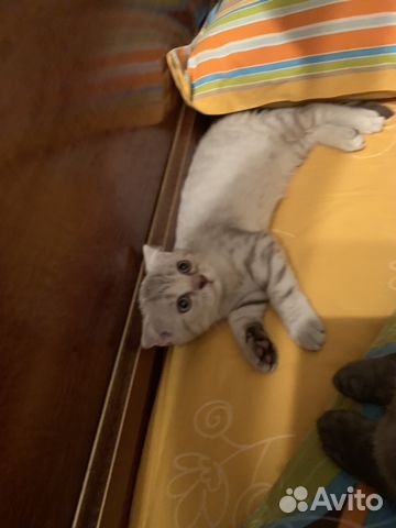 Шотландский котёнок вислоухий мальчик фолд