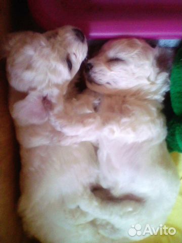 Две девочки и мальчик