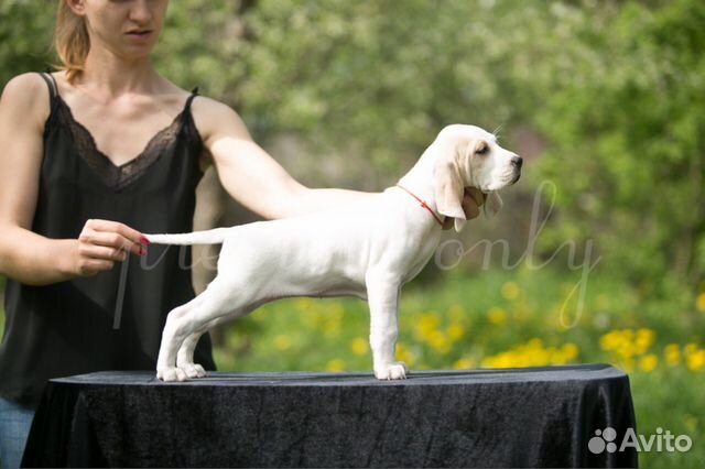 Щенки порселена от чемпиона мира