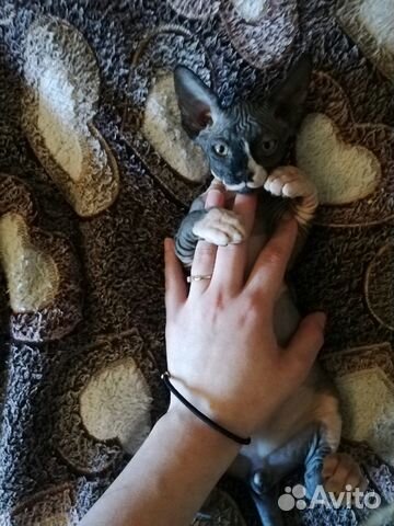 Котёнок "Канадский сфинкс"